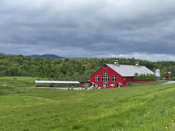 Matty Macchiato Review - VT Artisan Coffee & Tea Co.